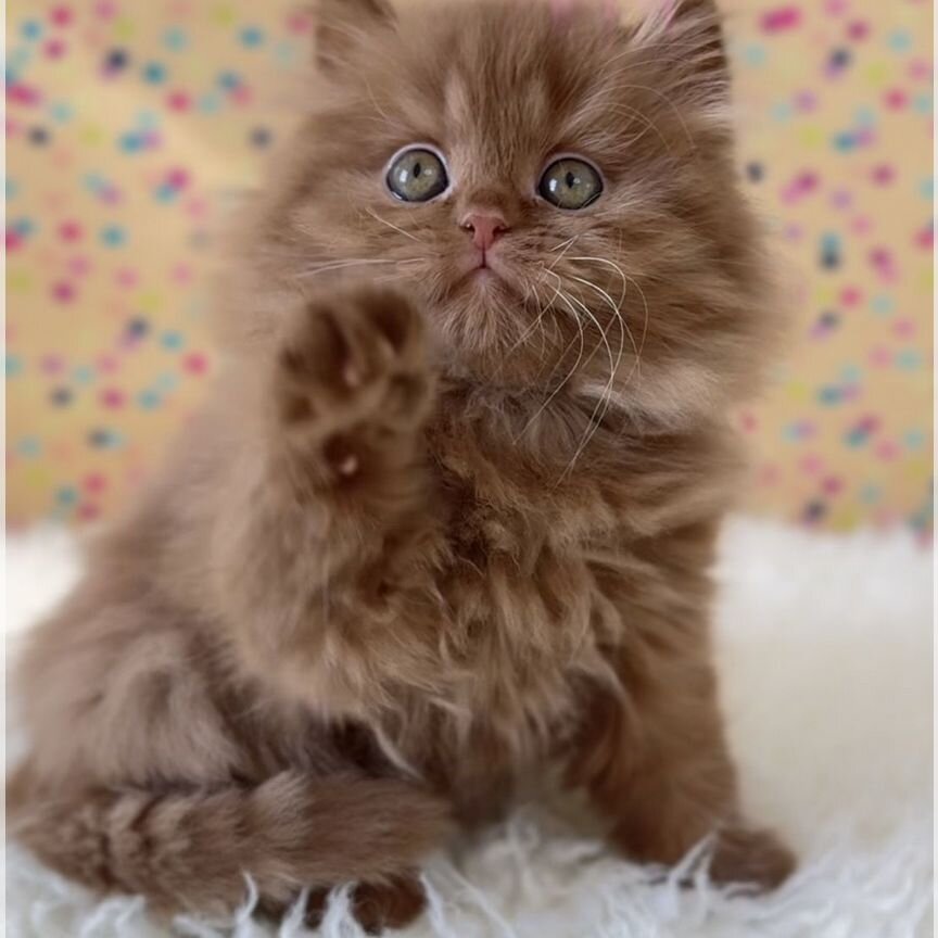 Британский длинношёрстный котёнок