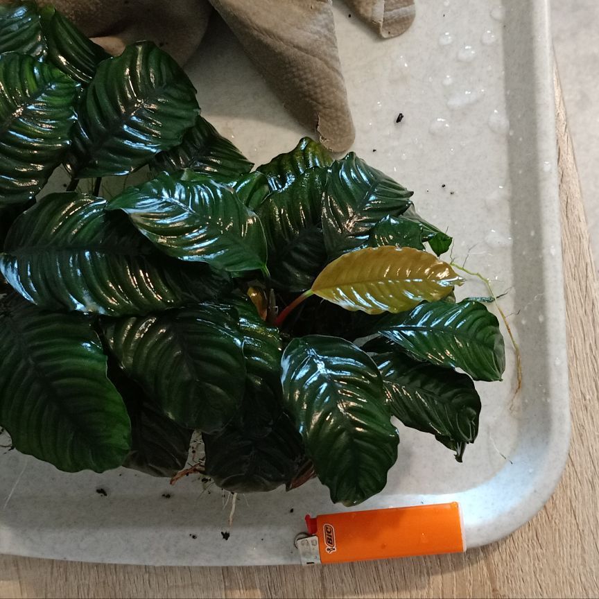 Анубиас Кафефолия