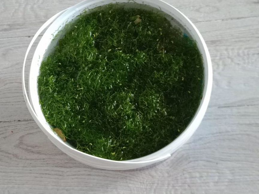 Мох ричия в аквариум