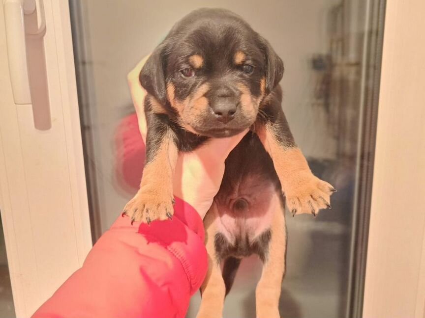 Ягдтерьер щенки