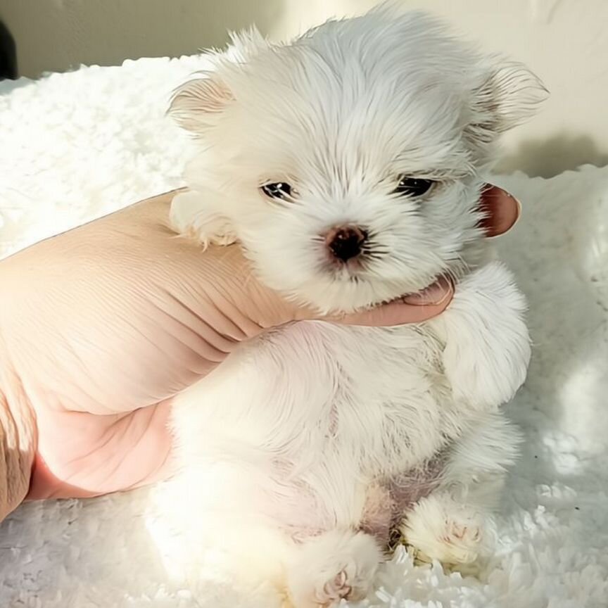 Мальтийская болонка, щенок