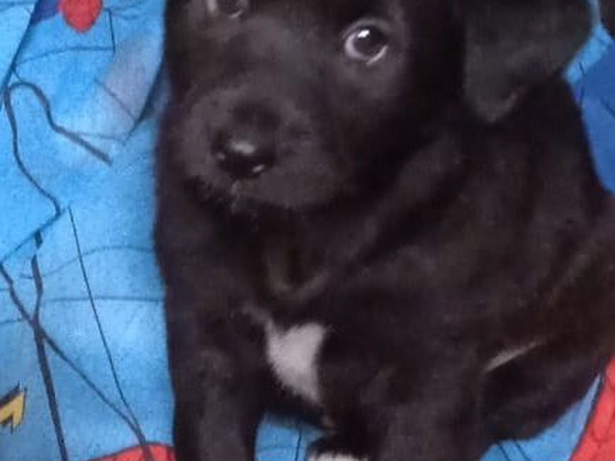 Щеночки от малорослой собачки в добрые руки