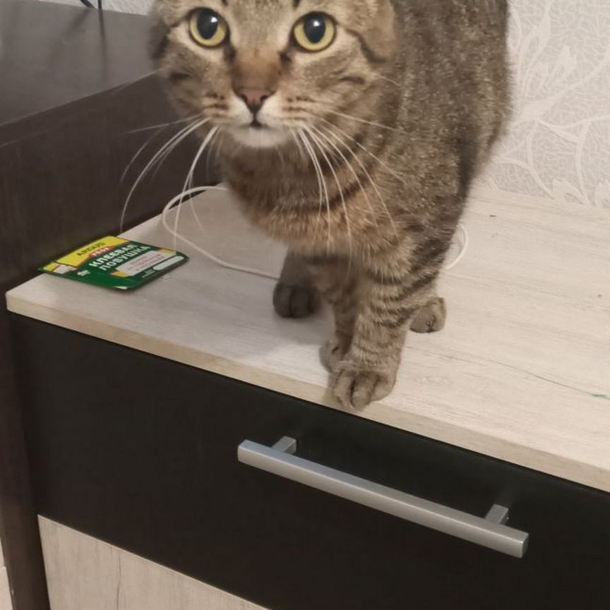 Кот Маркиз