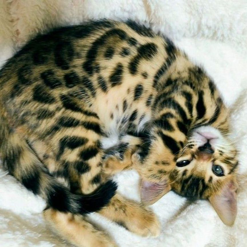 Котята бенгалы