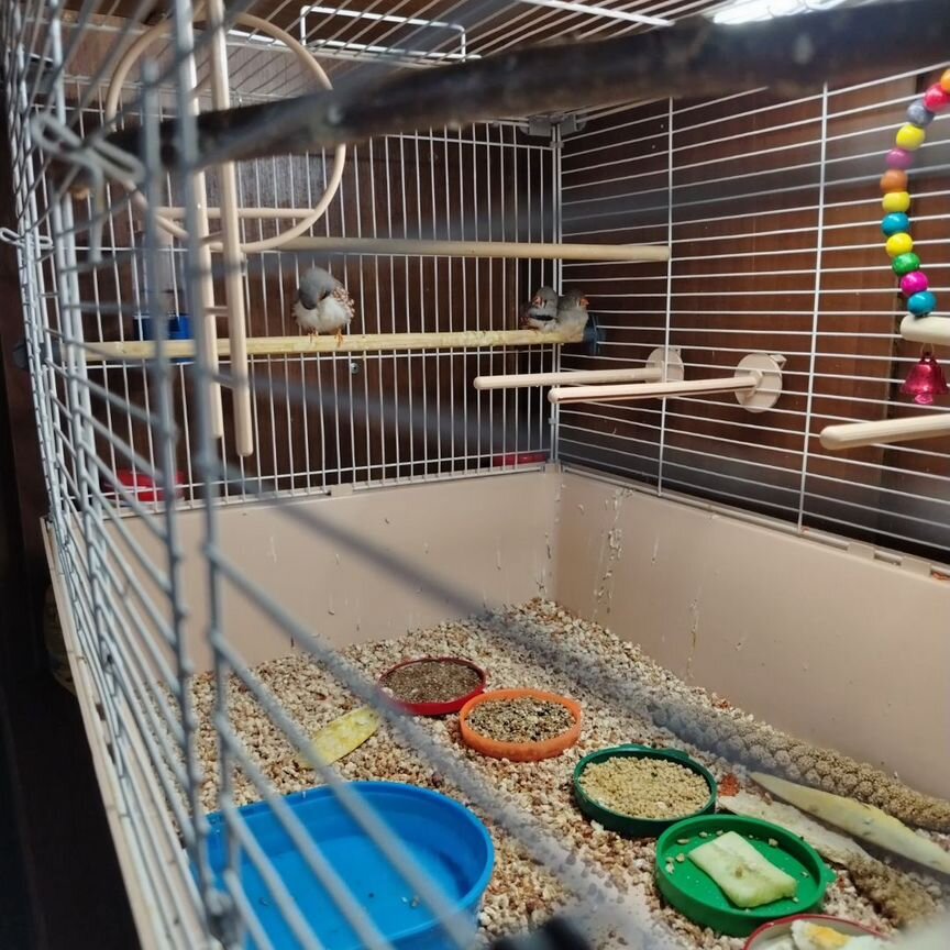 Пара Амадинок