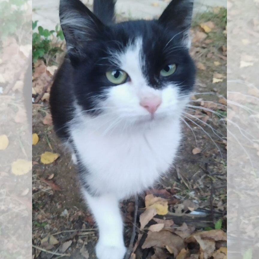 Котенок в добрые руки