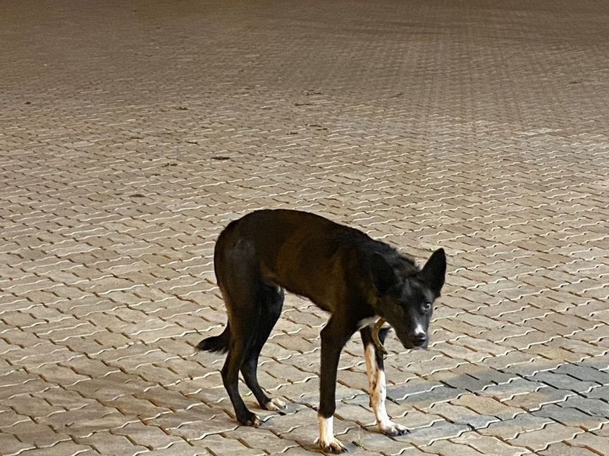 Щенок ищет новых хозяев