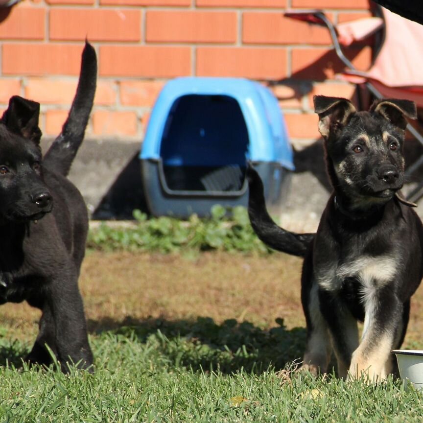 Продаются щенки вео - кобели