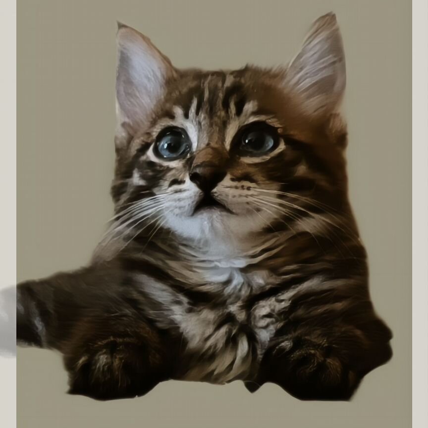 Курильский бобтейл длинношёрстный котёнок