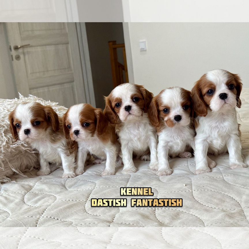 Кавалер кинг-чарльз-спаниель, щенок