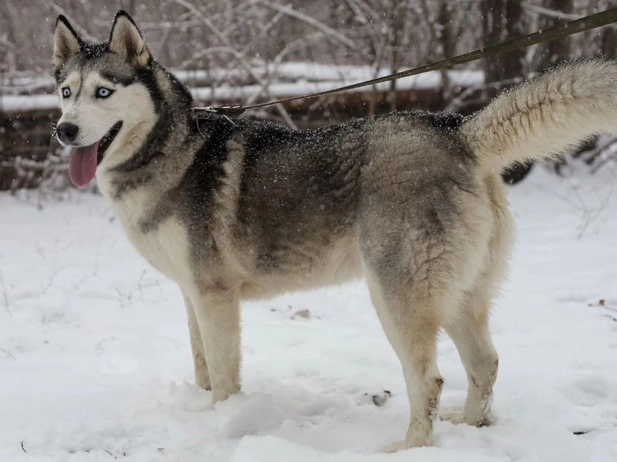 Хаски Юки в добрые руки