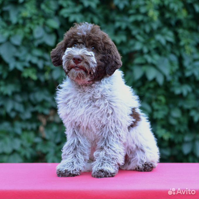 Лаготто романьоло щенок девочка
