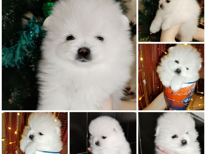 Померанский шпиц медвежьего типа