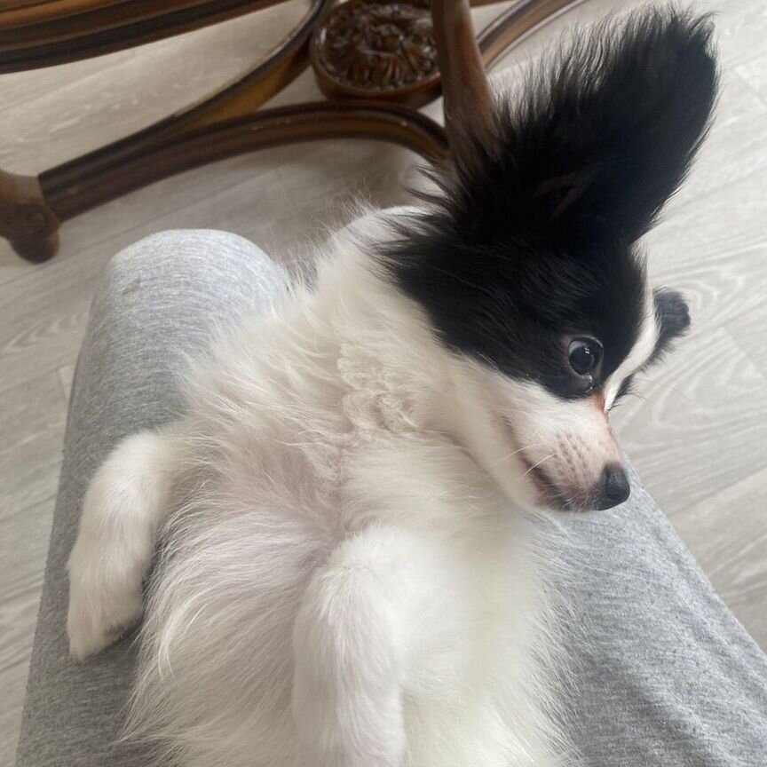 Папийон