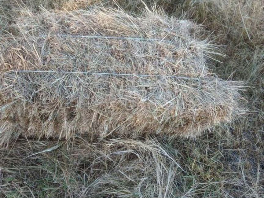 Сено в квадратных тюках