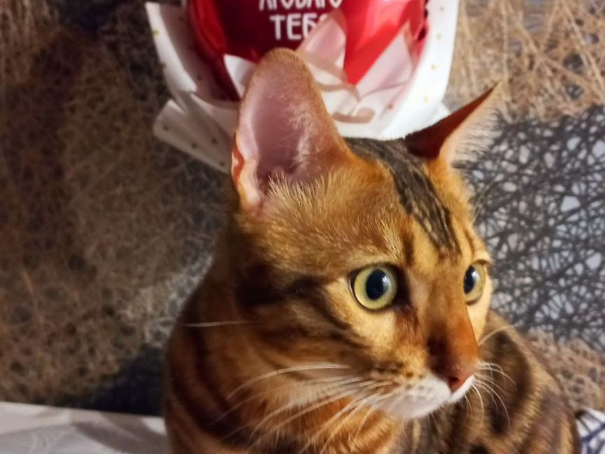 Отдам кота в добрые руки бенгал