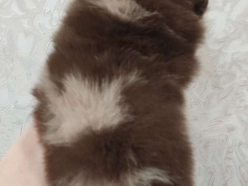 Щенки шпица