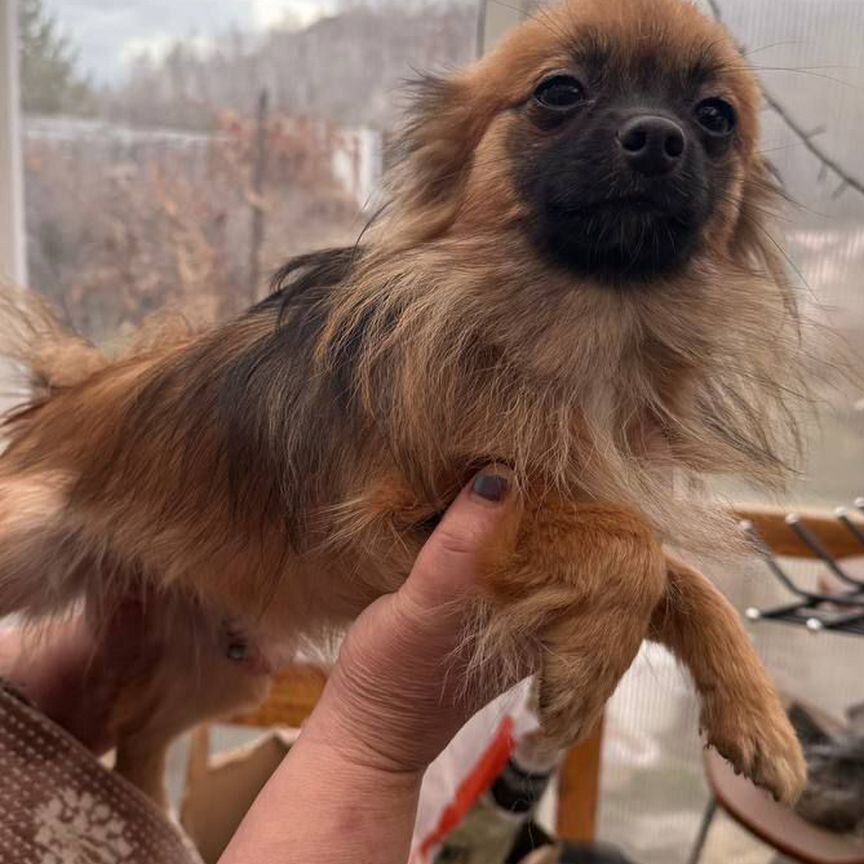 Взрослая собака в добрые руки