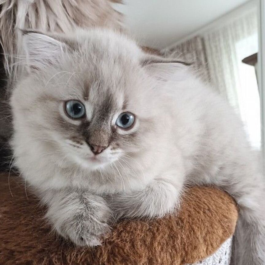 Невский маскарадный кот