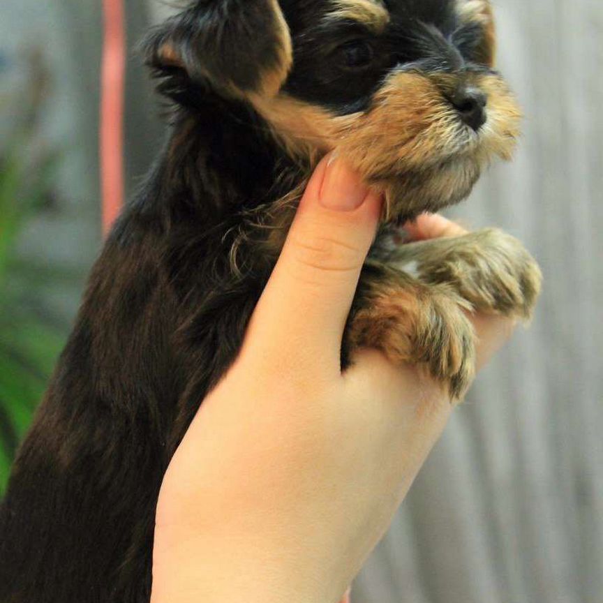 Йоркширский терьер детки