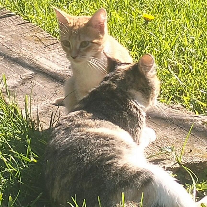 Котенок ловчий