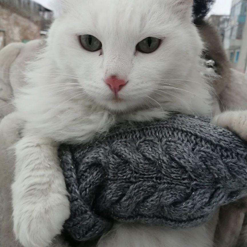 Снежок в добрые руки