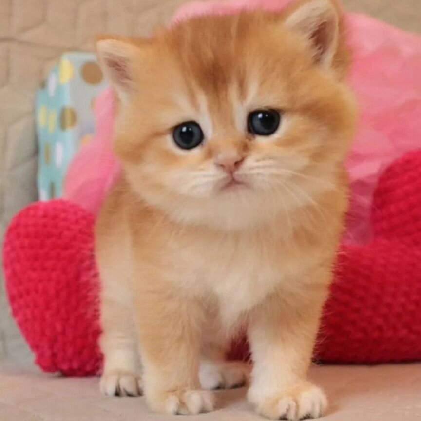 Шотландские красивые золотые пупсики