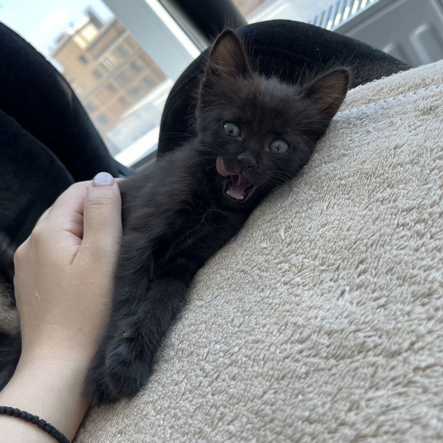 Отдам в добрые руки 3 котят