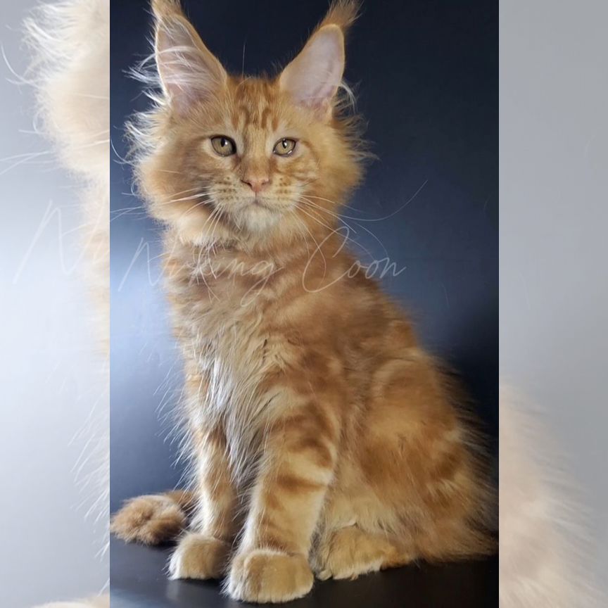 Мейн-кун котёнок