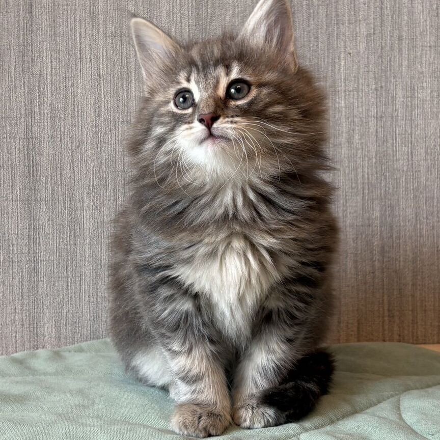 Норвежский лесной котёнок