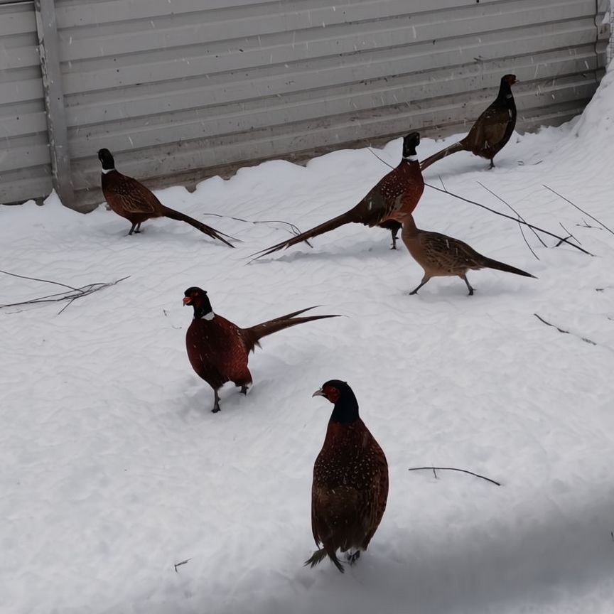 Фазан охотничий