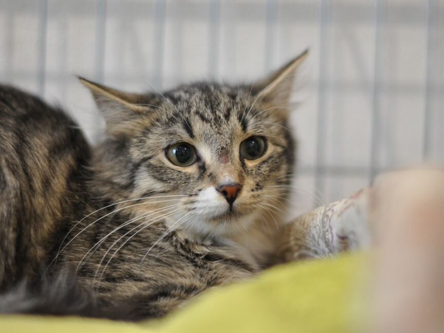 Спасите котенка