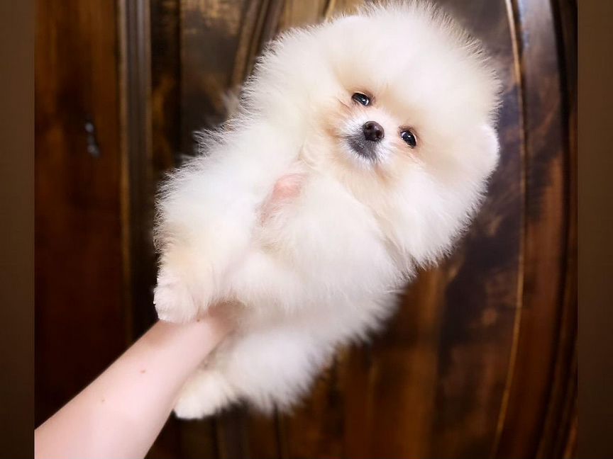 Щенки vip померанцы тип мишка