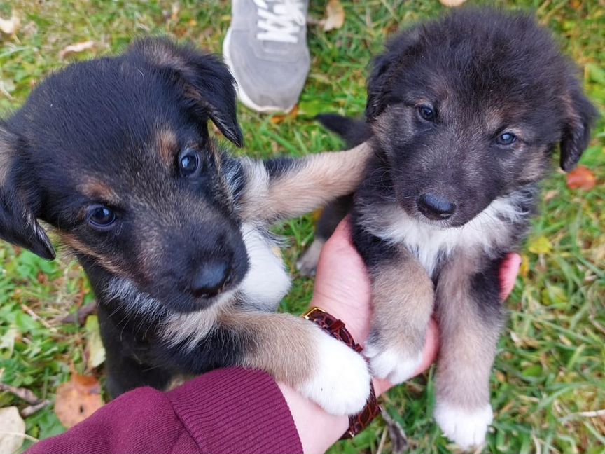 Щенки в хорошие руки