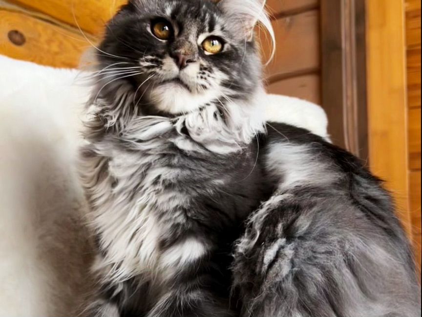 Кошки мейн-кун полидакт