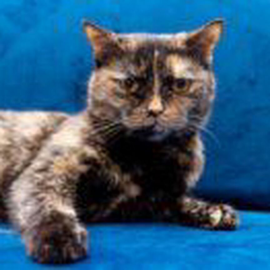 Степенная спокойная кошечка интересной расцветки