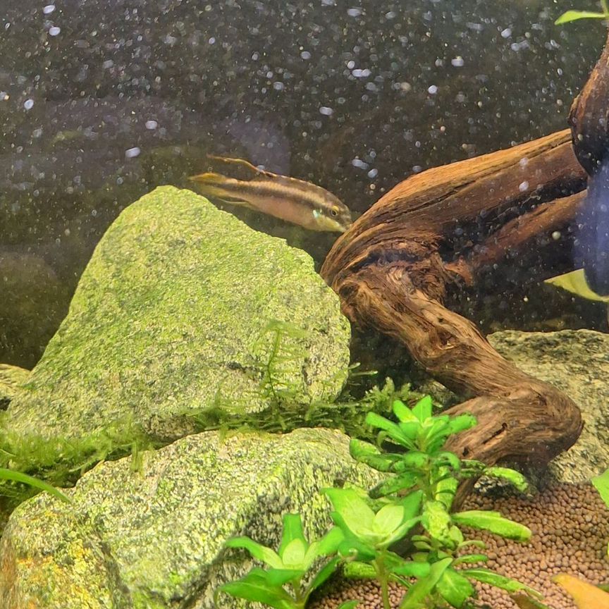 Пельвикахромис попугай отдам