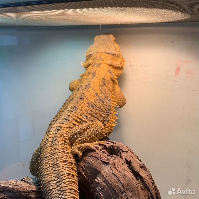 Бородатая агама, спаривание