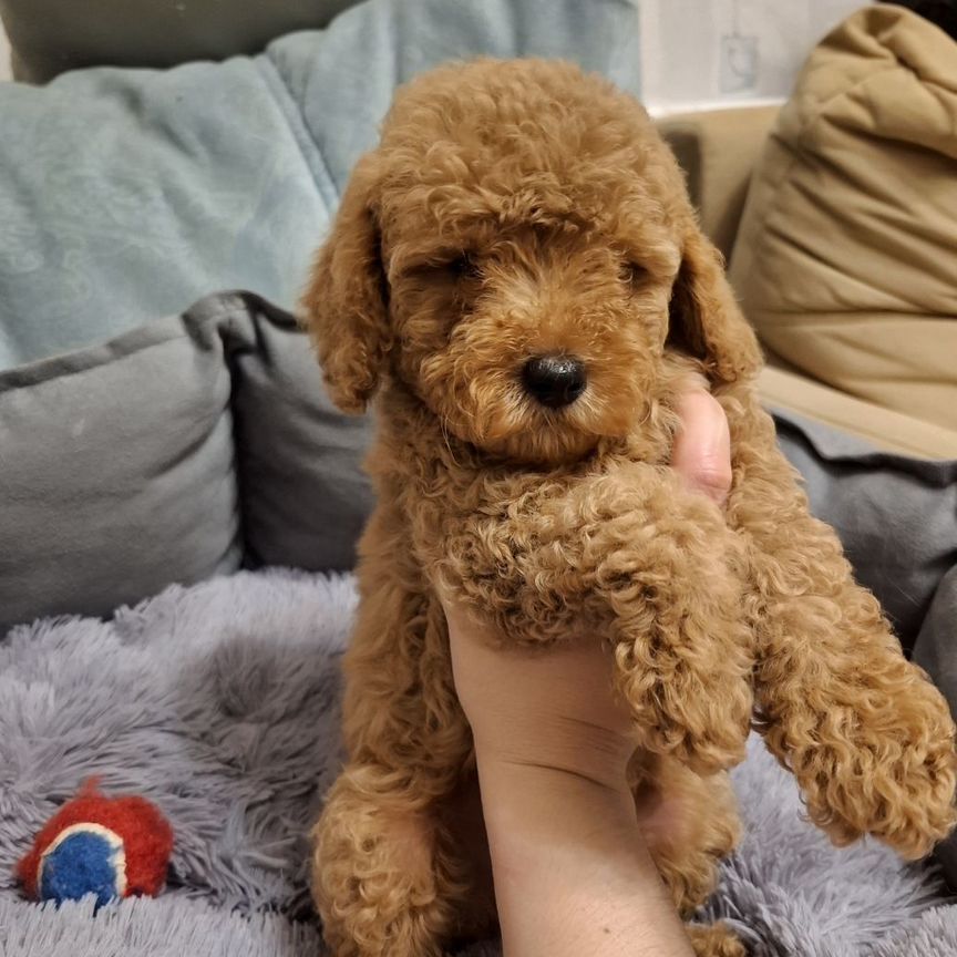 Той-пудель с документами