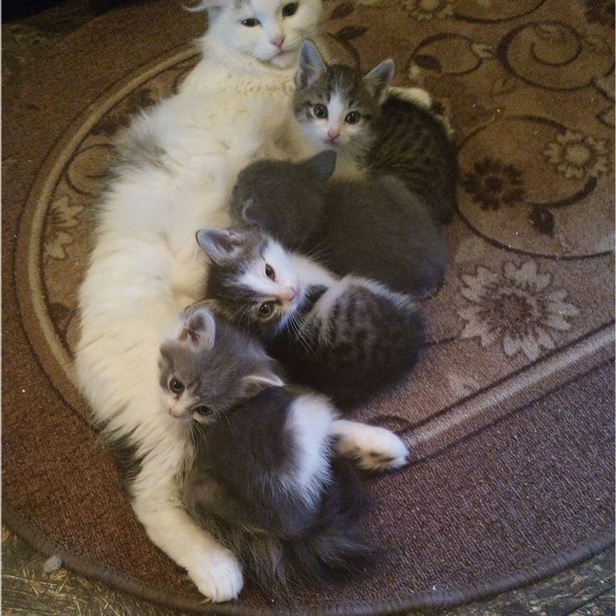 Котята полтора месяца от мамы кошки мышеловки