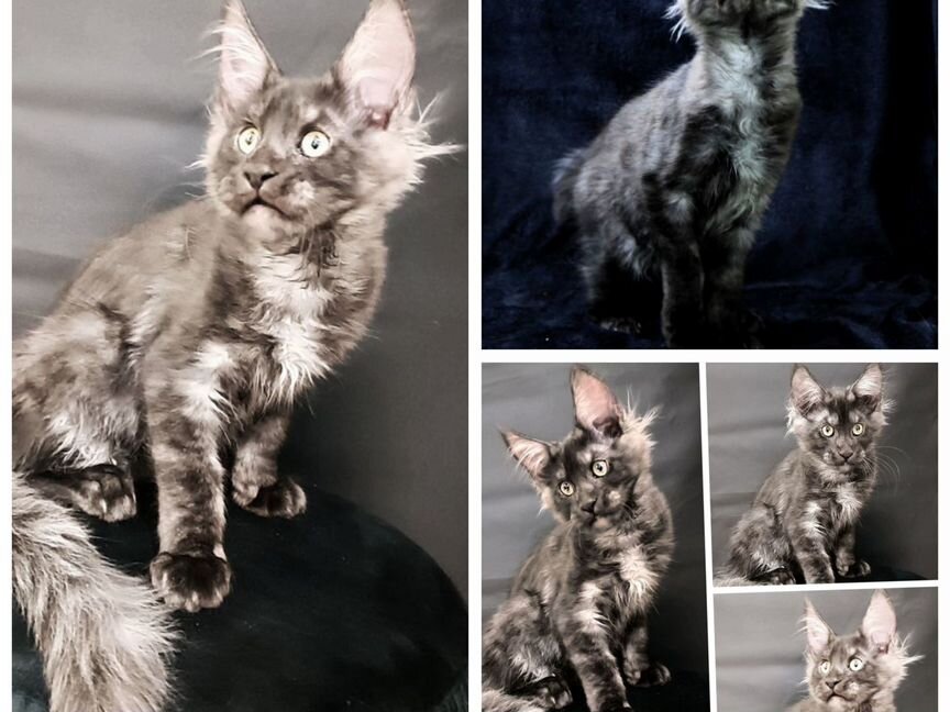 Корoль котенок Мейн кун