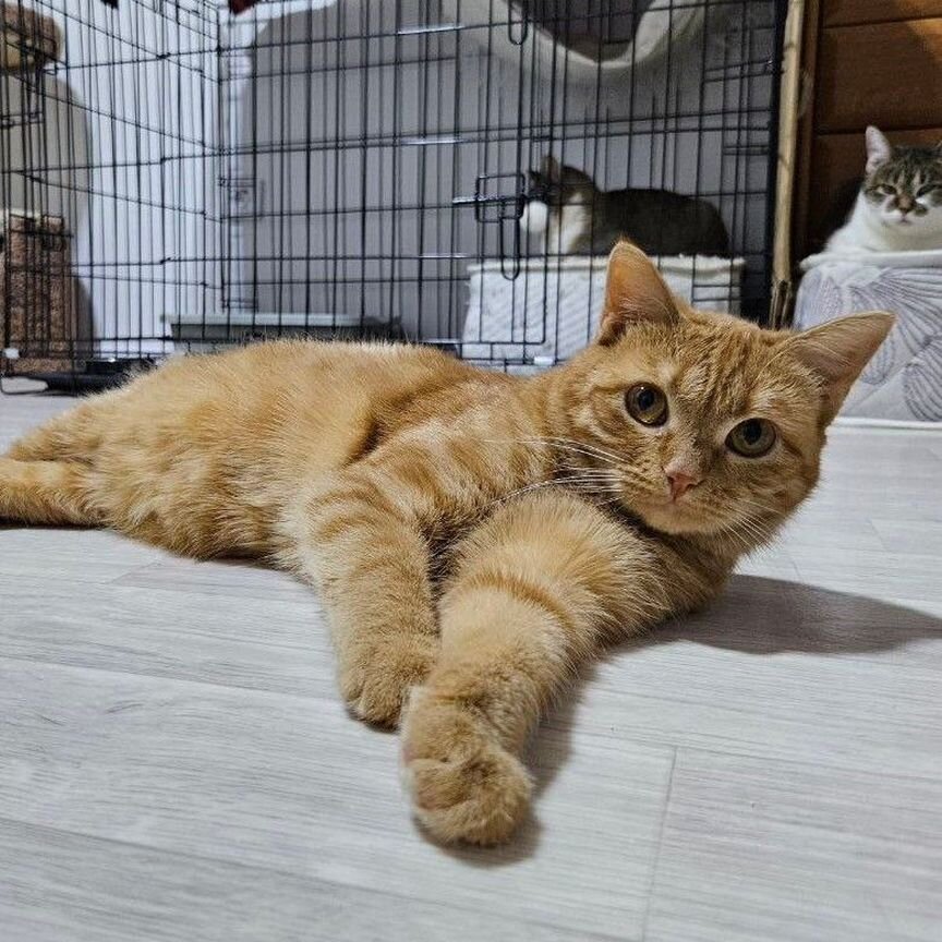 Ласковая кошечка ищет дом
