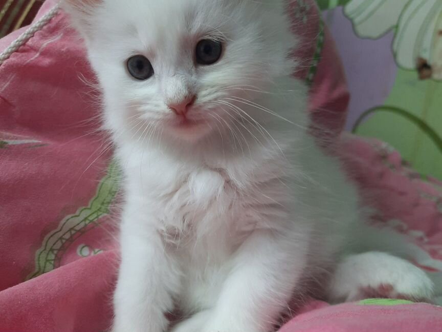 Котята мейн-кун