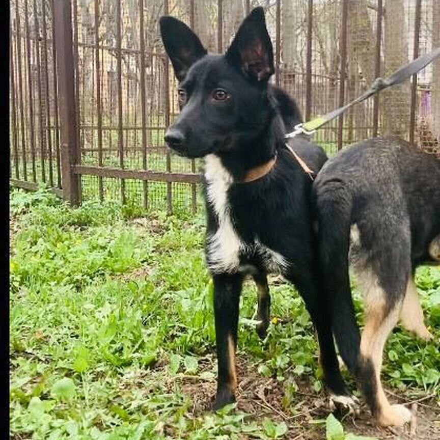 Взрослая собака в добрые руки