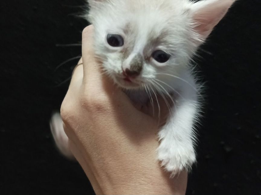 Котятки в добрые руки