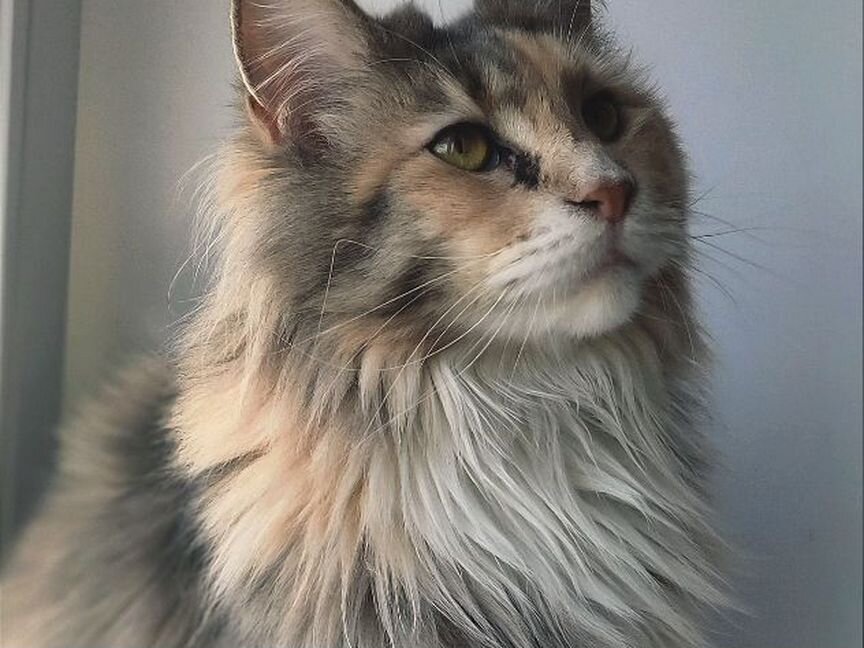 Кошка Мейн-кун