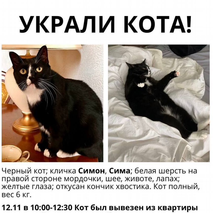 Взрослый кот в добрые руки