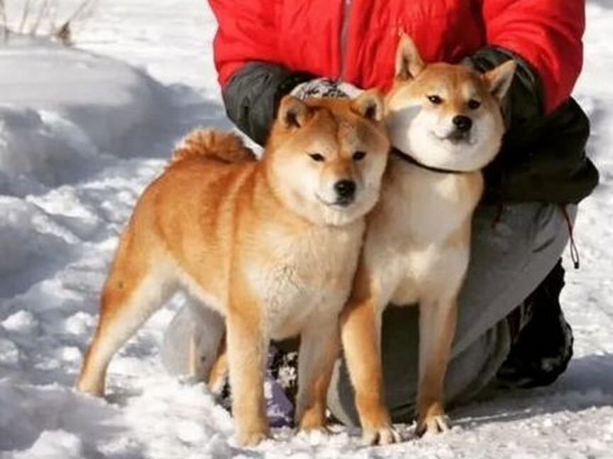 Щенки сиба/ шиба ину