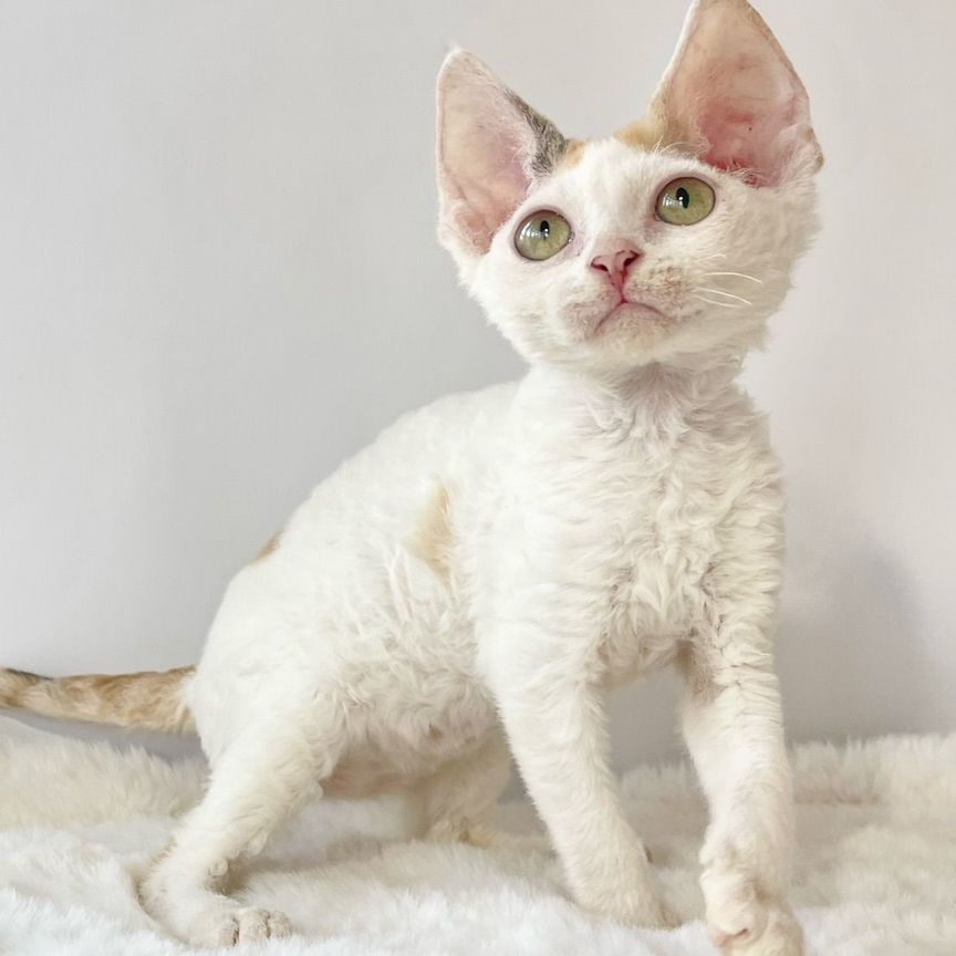 Девон рекс в шикарной шубке