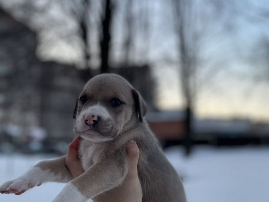 Щенки американского стаффорда